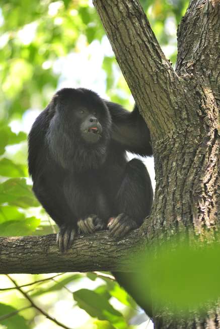 Parque do Matão, em Votorantim, ainda tem cinco macacos bugios