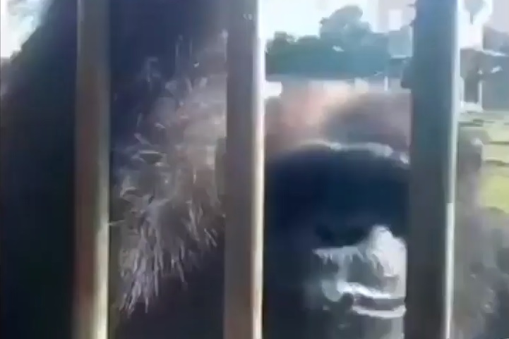 Vídeo mostra chimpanzé fumando cigarro em santuário de primatas de Sorocaba