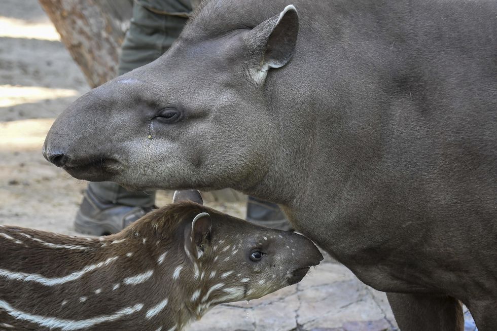 Mamãe anta e seu filhote camuflado