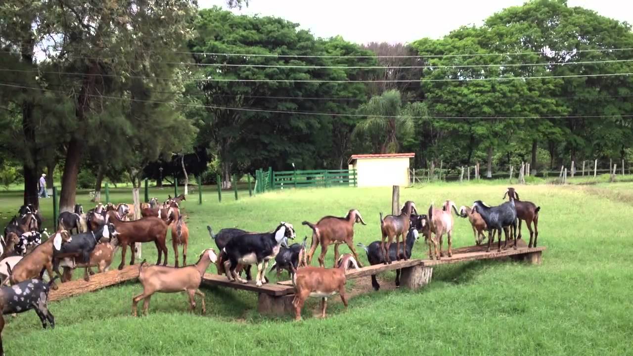 Criação de cabras é alternativa para pequenas propriedades
